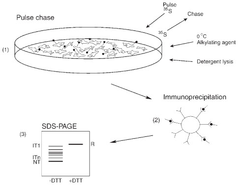 Pulse-Chase Labeling Techniques for the Analysis of Protein Maturation ...