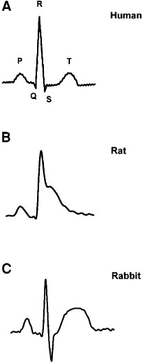Cardiac Drug Development | SpringerLink