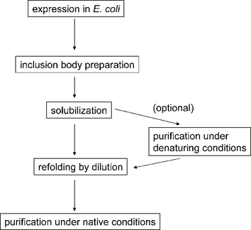 Refolding of Inclusion Body Proteins | SpringerLink