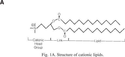Liposome-Mediated Transfection of Mammalian Cells | SpringerLink