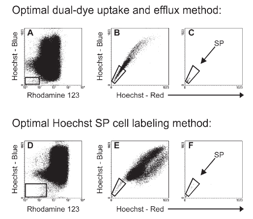 Hematopoietic Stem Cell Characterization by Hoechst 33342 and Rhodamine ...
