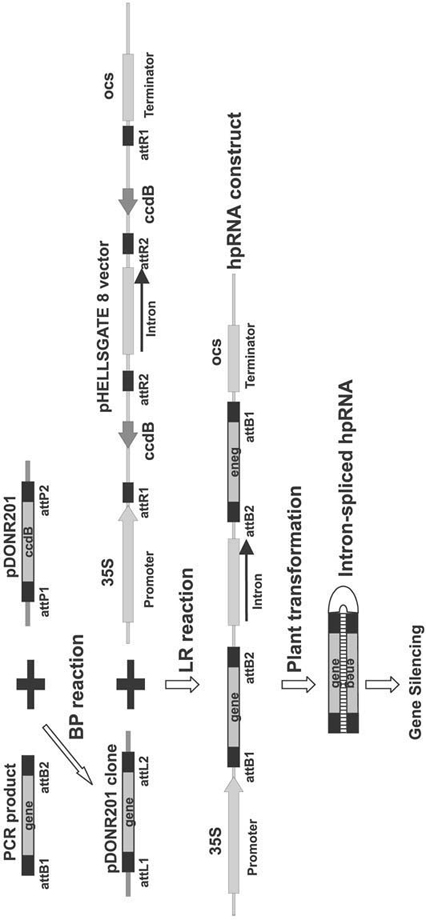 Posttranscriptional Gene Silencing in Plants | SpringerLink