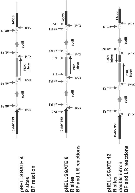 Posttranscriptional Gene Silencing in Plants | SpringerLink