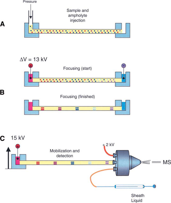 Capillary Isoelectric Focusing-Mass Spectrometry of Proteins and Protein Complexes | SpringerLink