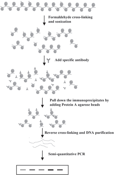 Chromatin Immunoprecipitation Assays | SpringerLink