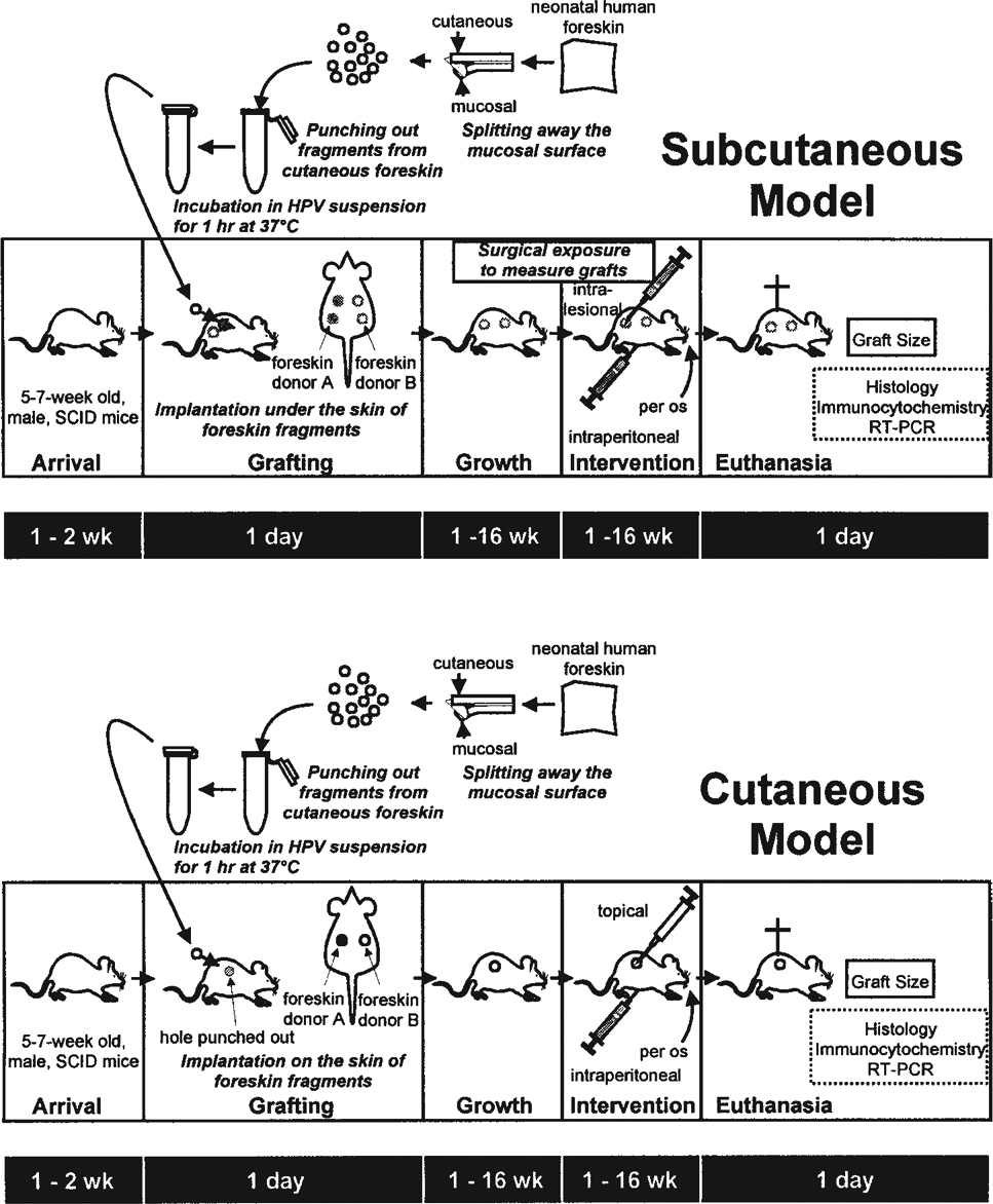 The HPV Xenograft Severe Combined Immunodeficiency Mouse Model ...