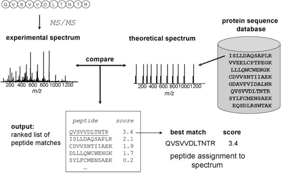 Protein Identification by Tandem Mass Spectrometry and Sequence ...