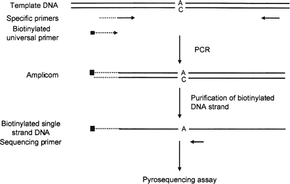 Universal Primer Applications for Pyrosequencing® | SpringerLink