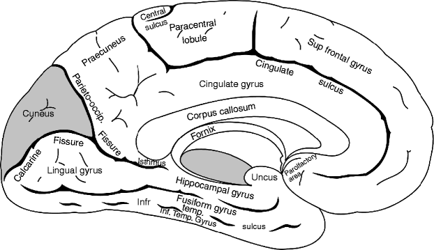 Cuneus | SpringerLink