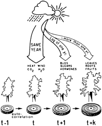Tree-Ring Analysis | SpringerLink
