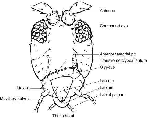 Thrips (Thysanoptera) | SpringerLink