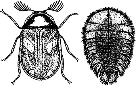 Water Penny Beetles (Coleoptera: Psephenidae) | SpringerLink