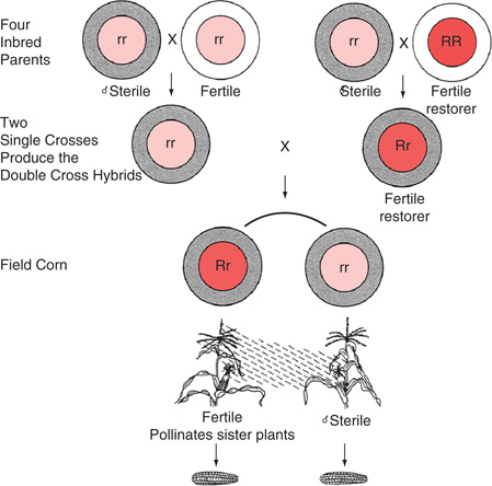 Cytoplasmic Male Sterility ( cms) | SpringerLink