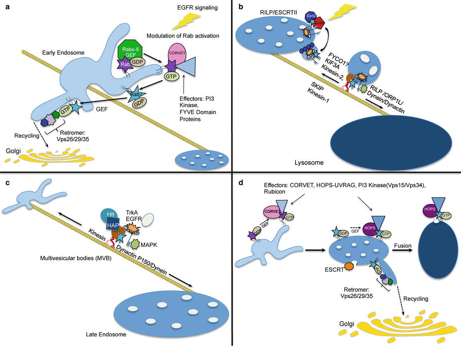 Rab7a in Endocytosis and Signaling | SpringerLink