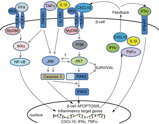 CXCL10 | SpringerLink