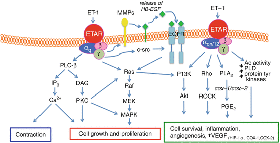 Endothelin A Receptor (ETAR) | SpringerLink