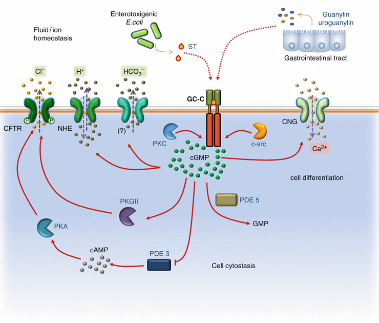 Guanylyl Cyclase C | SpringerLink