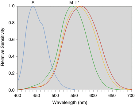 Tetrachromatic Vision | SpringerLink