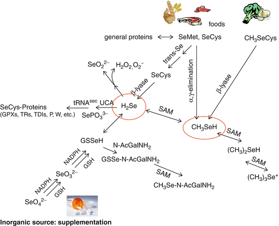 Selenium and the Regulation of Cell Cycle and Apoptosis | SpringerLink