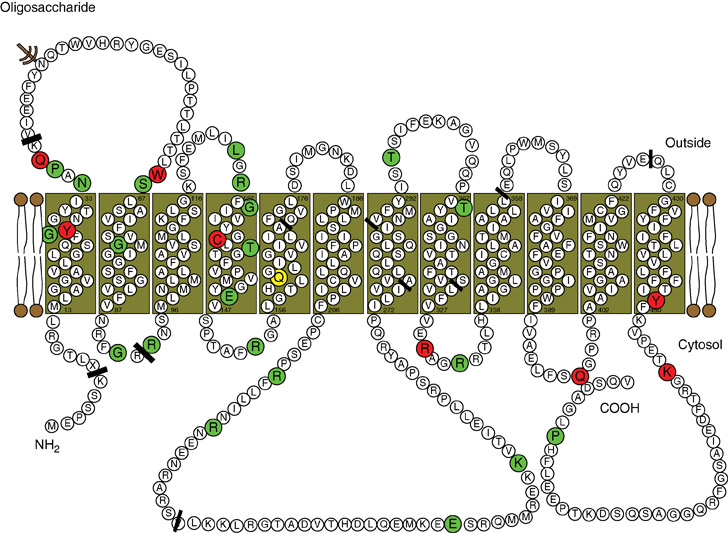 Glut-1 Deficiency Syndrome | SpringerLink