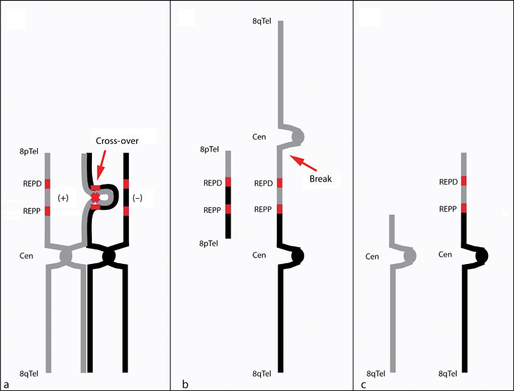 Inv Dup Del (8p) | SpringerLink