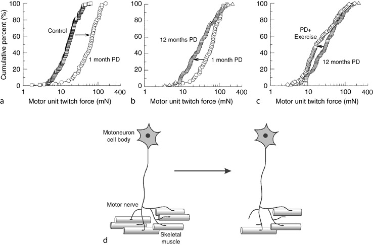 Axonal Sprouting in Health and Disease | SpringerLink