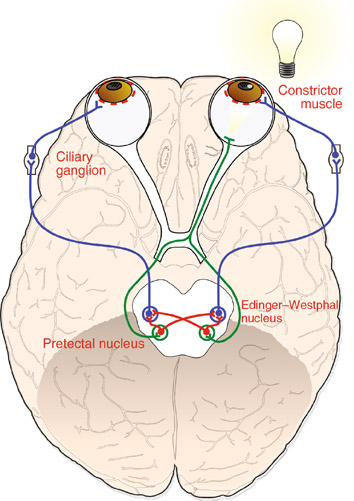 Neural Regulation of the Pupil | SpringerLink