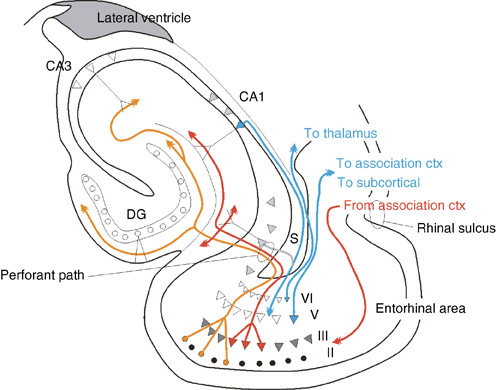 Entorhinal Area (Cortex) | SpringerLink