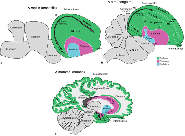 Evolution of the Pallium in Birds and Reptiles | SpringerLink