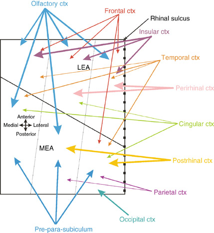 Entorhinal Area (Cortex) | SpringerLink