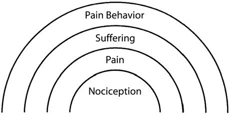 Assessment of Pain Behaviors | SpringerLink