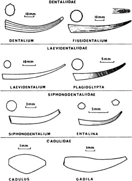 Scaphopoda | SpringerLink