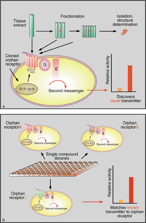 Orphan Receptors | SpringerLink