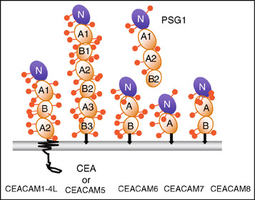 CEA Gene Family | SpringerLink