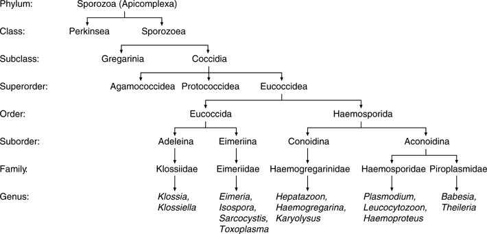 Apicomplexa | SpringerLink
