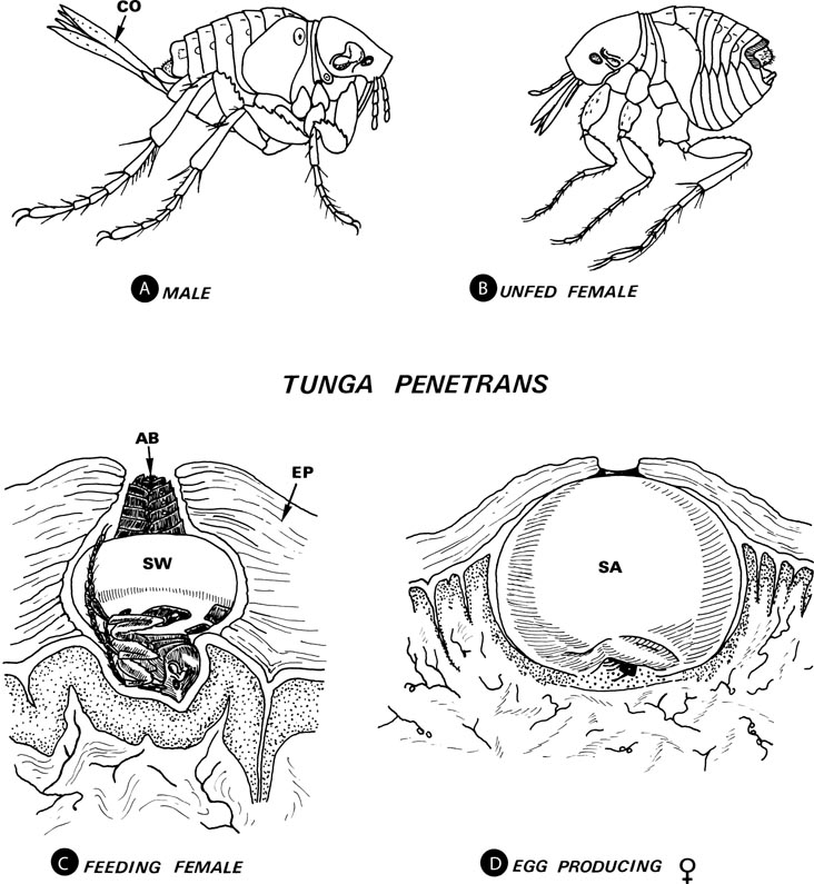 Tunga penetrans | SpringerLink