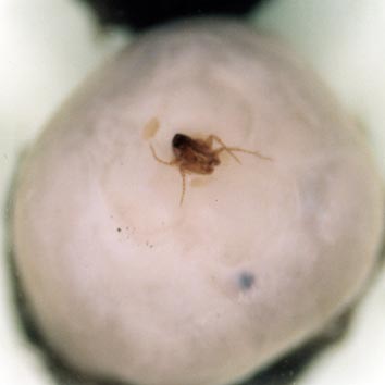 Tunga penetrans | SpringerLink