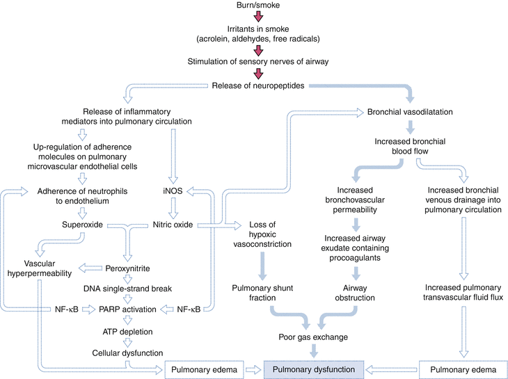 Burn Injury, Inhalation Injury | SpringerLink