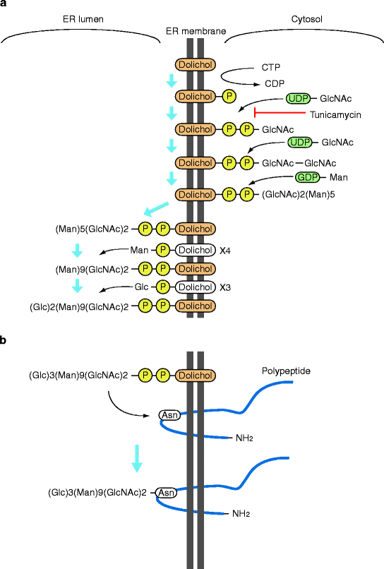 Tunicamycin | SpringerLink