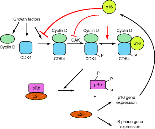 CDKN2A | SpringerLink