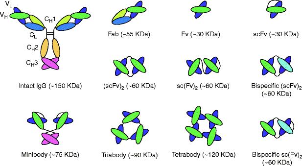 Diabody | SpringerLink