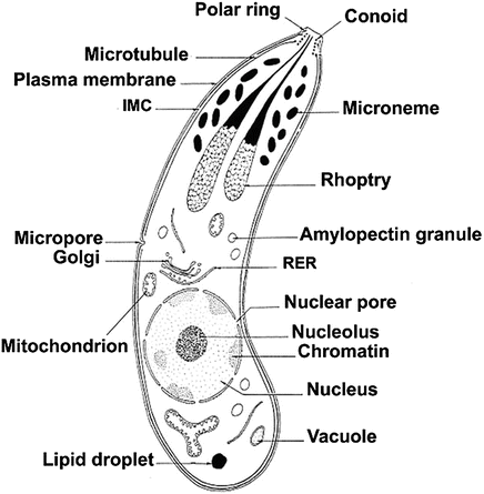 Gregarines | SpringerLink