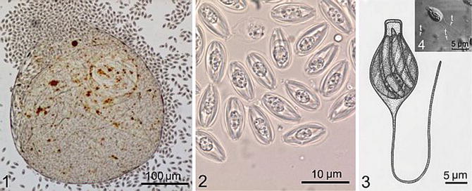 Gregarines | SpringerLink