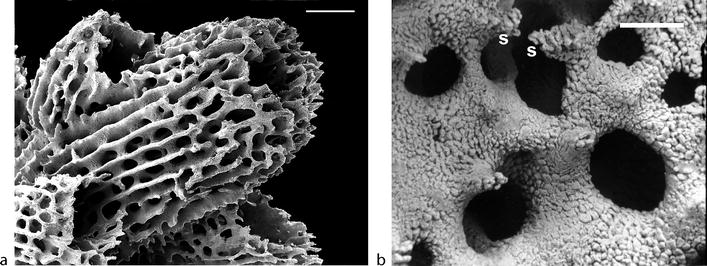 Acropora | SpringerLink