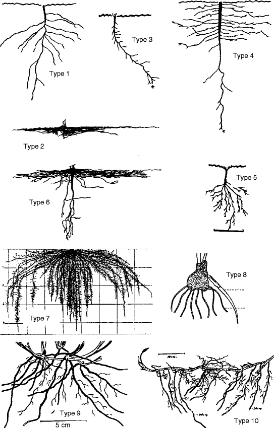 Root System Architecture: Analysis from Root Systems to Individual ...