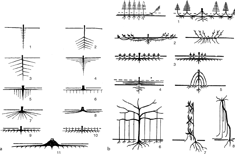 Root System Architecture: Analysis from Root Systems to Individual ...