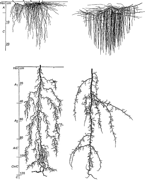 Root System Architecture: Analysis from Root Systems to Individual ...