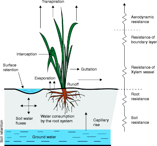 Soil–Plant–Atmosphere Continuum | SpringerLink