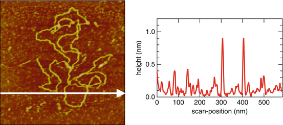 AFM, Tapping Mode | SpringerLink