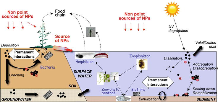 Ecotoxicity of Inorganic Nanoparticles: From Unicellular Organisms to ...